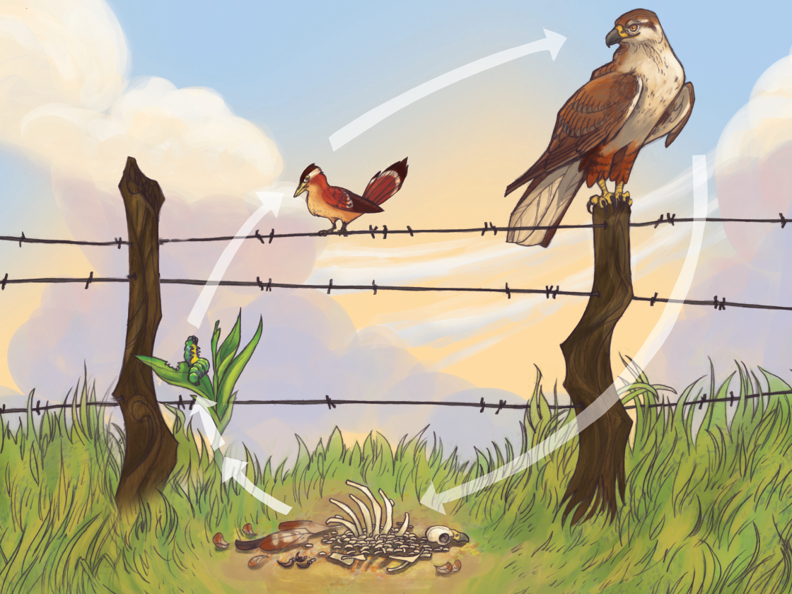 Amplify CKLA Grades 3-5 – 3rd to 5th Grade Core Knowledge Language Arts